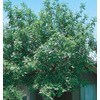 3.25-Gallon Chinese Pistache Shade Tree in Pot (With Soil) (L1089) at ...