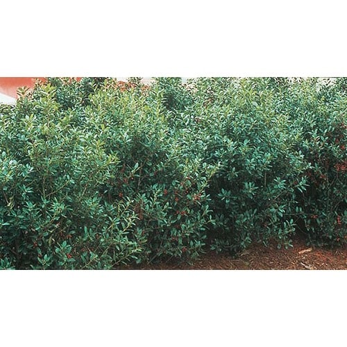 Needlepoint Holly Foundation/Hedge Shrub in Pot (L3517) in the Shrubs ...