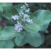Blue Chaste Tree Accent Shrub in Pot (With Soil) (L7195) at Lowes.com