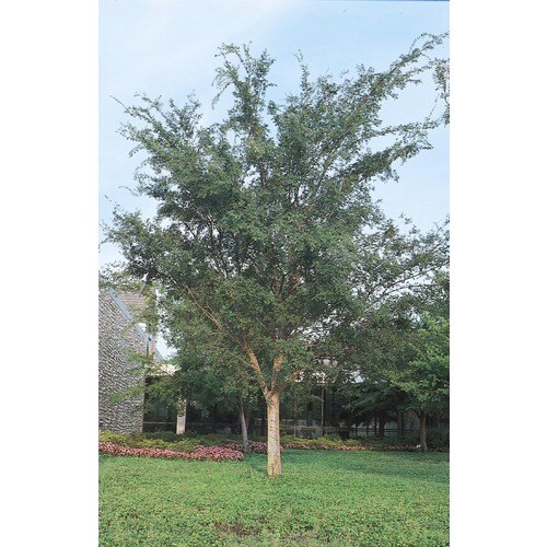 28.5-Gallon Drake Elm Shade Tree (L4612) at Lowes.com