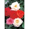 In Mixed Assorted Miniature Roses (L11449) at Lowes.com