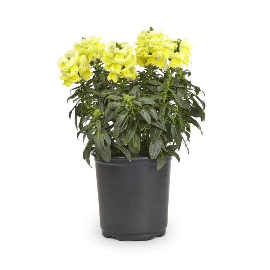 2.5-Quart Multicolor Snapdragon in Pot (L3278) at Lowes.com