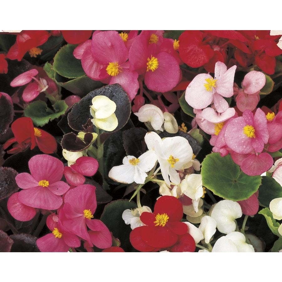 0.5-Flat Multicolor Begonia in Tray (L6589) at Lowes.com