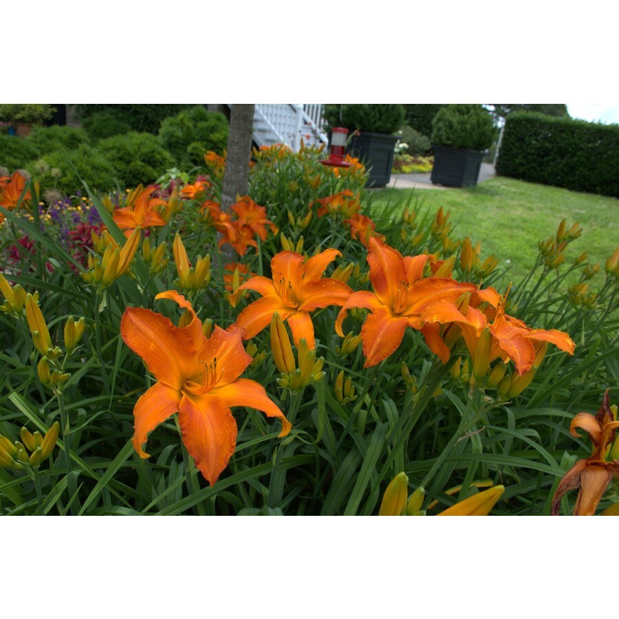 1-Gallon in Pot Daylily at Lowes.com
