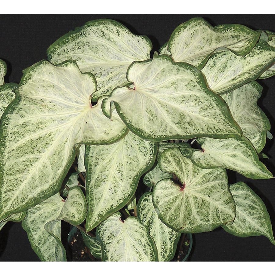 2.5-Quart Insignificant White Marble Caladium (L23965) at Lowes.com