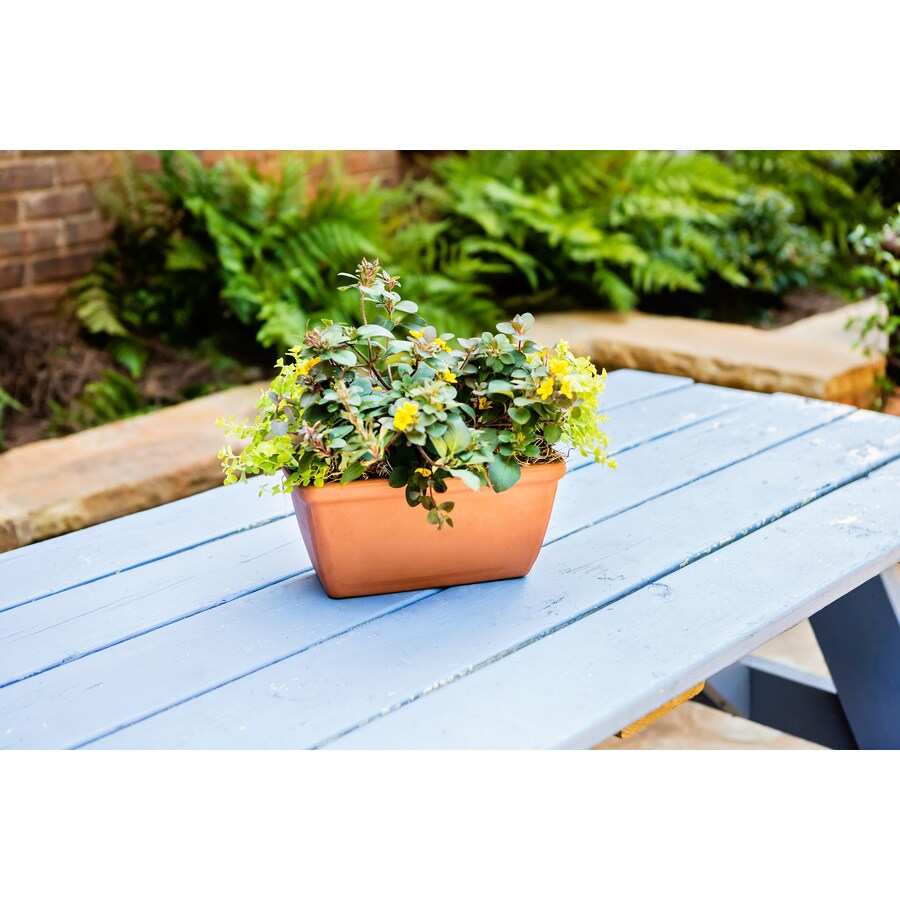 Pennington 11.02-in W x 5.91-in H Terracotta Window Box in the Pots ...