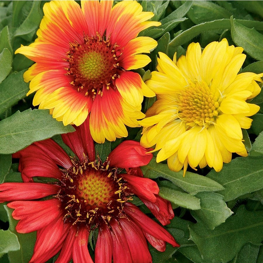 1.5-Gallon Multicolor Gaillardia in Pot (L24471) in the Annuals ...