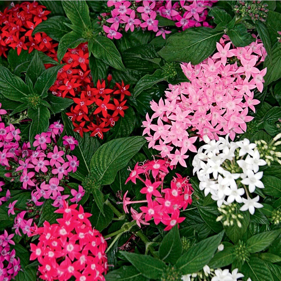 1.5-Gallon Multicolor Pentas in Pot (L3331) at Lowes.com
