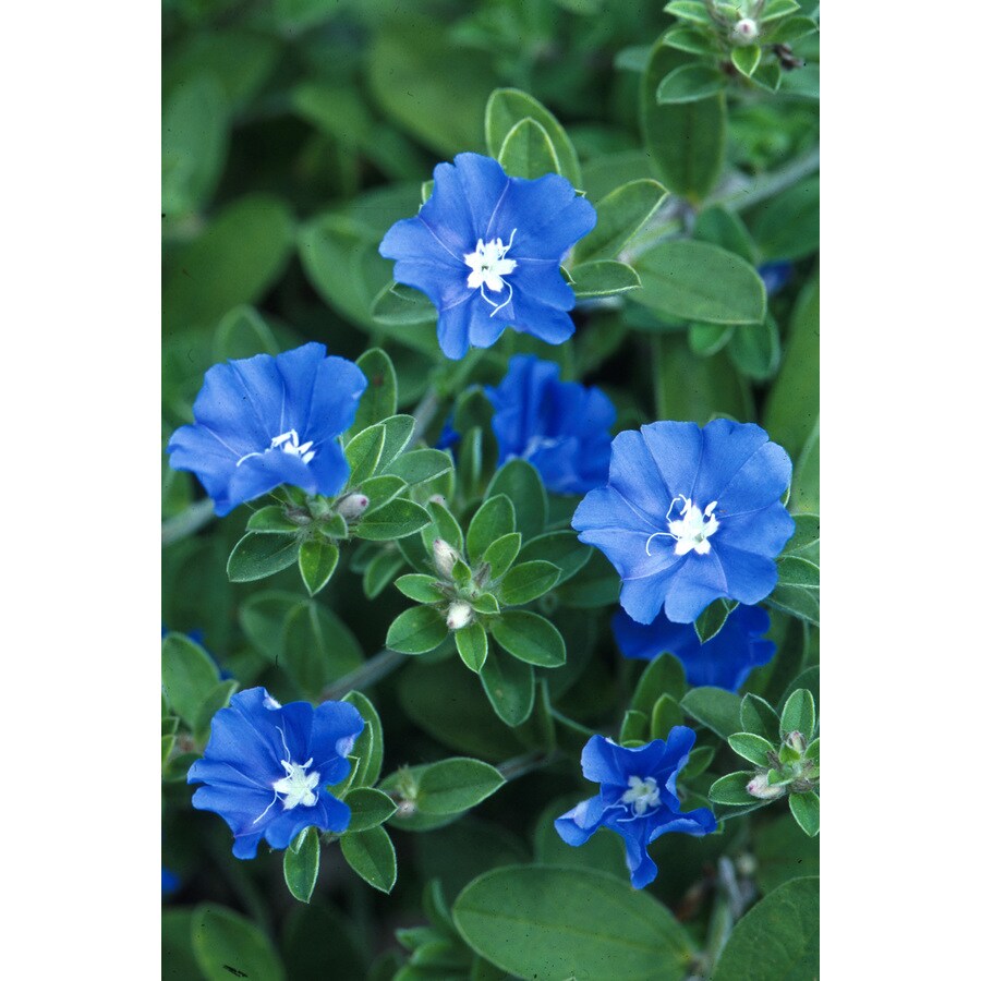 1-Quart Blue Blue Daze Evolvulus in Pot (L6408) in the Annuals ...