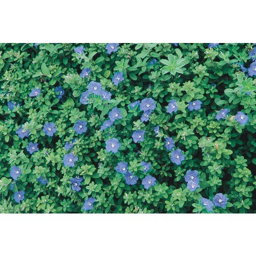 1-Quart Blue Blue Daze Evolvulus in Pot (L6408) in the Annuals ...