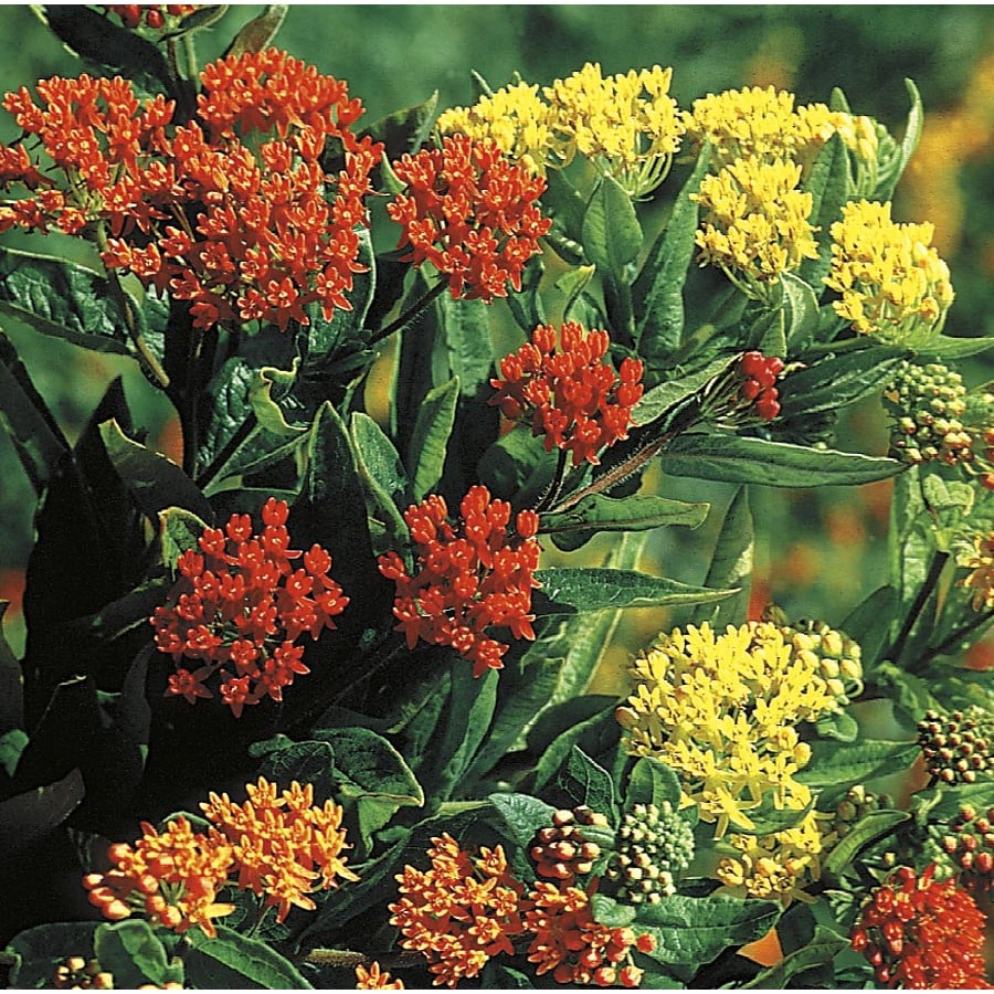 2.5-Quart in Pot Butterfly Weed (L5647) at Lowes.com