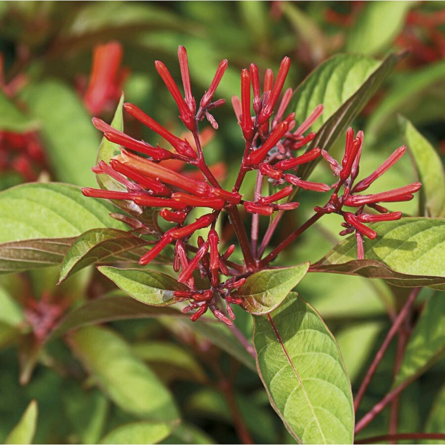 2.5-Quart in Hummingbird Bush (L7028) at Lowes.com