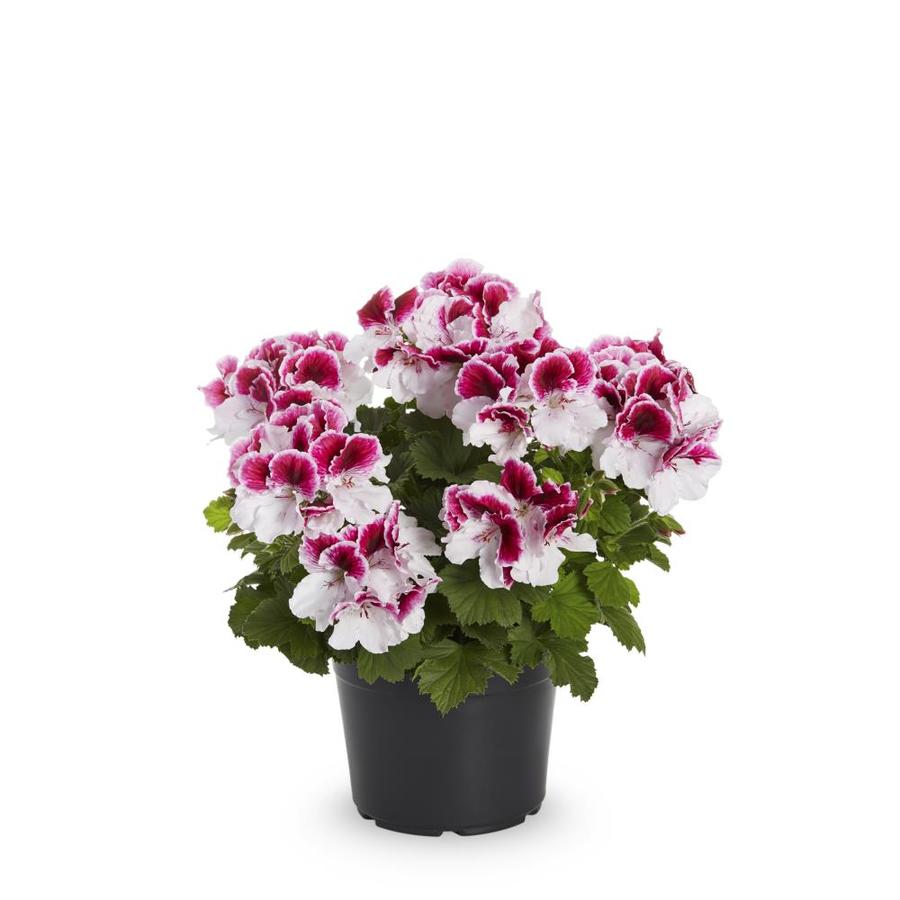 2-Quart Multicolor Regal Geranium in Pot (L9583) in the Annuals ...