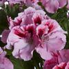 2-Quart Multicolor Regal Geranium in Pot (L9583) at Lowes.com