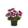 2-Quart Multicolor Regal Geranium in Pot (L9583) at Lowes.com