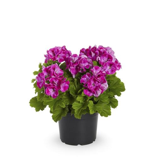 2-Quart Multicolor Regal Geranium in Pot (L9583) in the Annuals ...