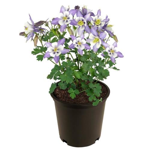 1.5-Gallon in Pot Columbine (L4950) in the Perennials department at ...