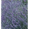 1.5-Gallon in Pot English Lavender (L6071) at Lowes.com