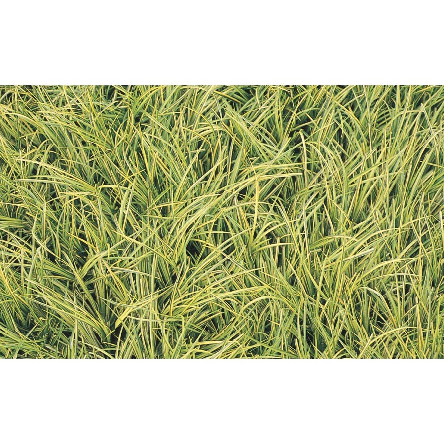 25 Quart Sweet Flag Grass L14982 At