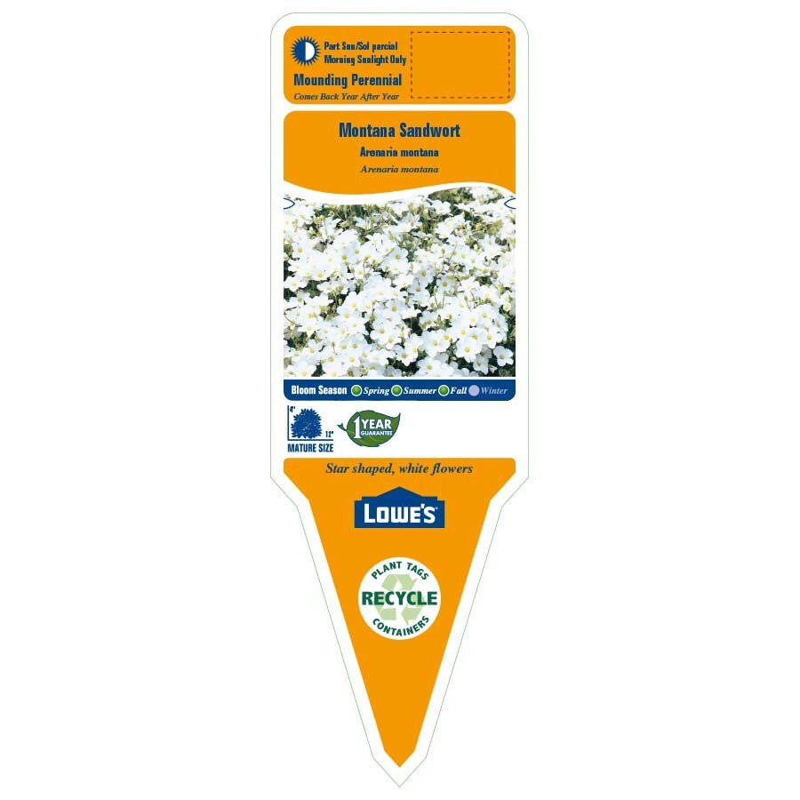 2.5-Quart in Pot Montana Sandwort (L5645) at Lowes.com