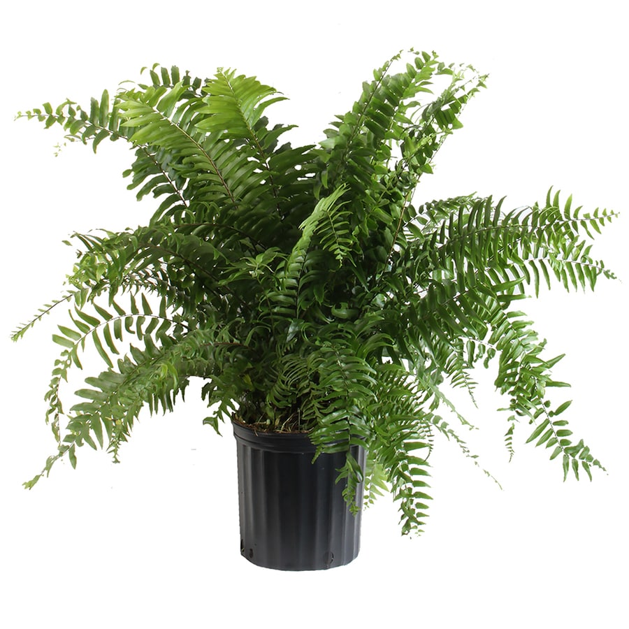 1.72-Gallon Fern in Plastic Pot at Lowes.com