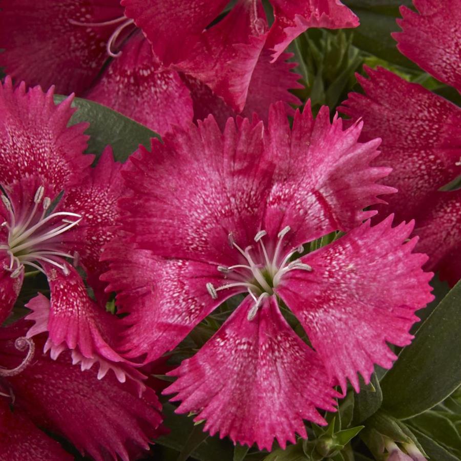6-Pack Multicolor Dianthus in Tray (L17860) in the Annuals department ...