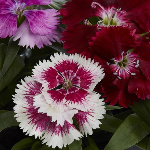 6-Pack Multicolor Dianthus in Tray (L17860) in the Annuals department ...