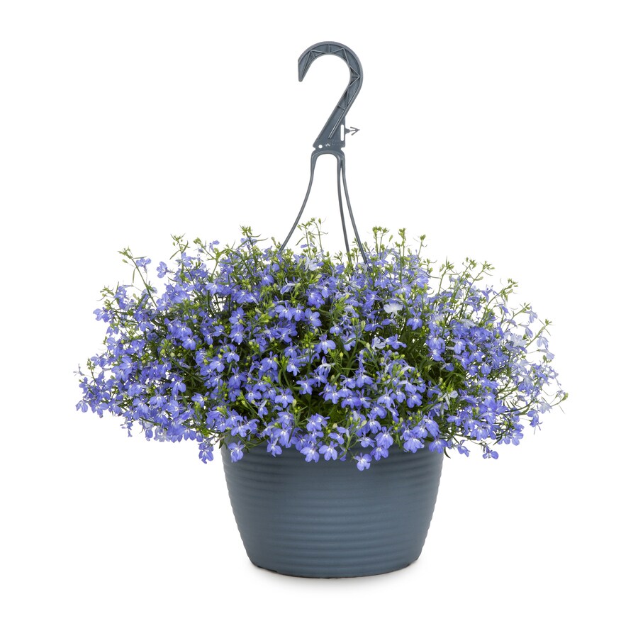 1.5-Gallon Multicolor Lobelia in Hanging Basket (L9900) at Lowes.com