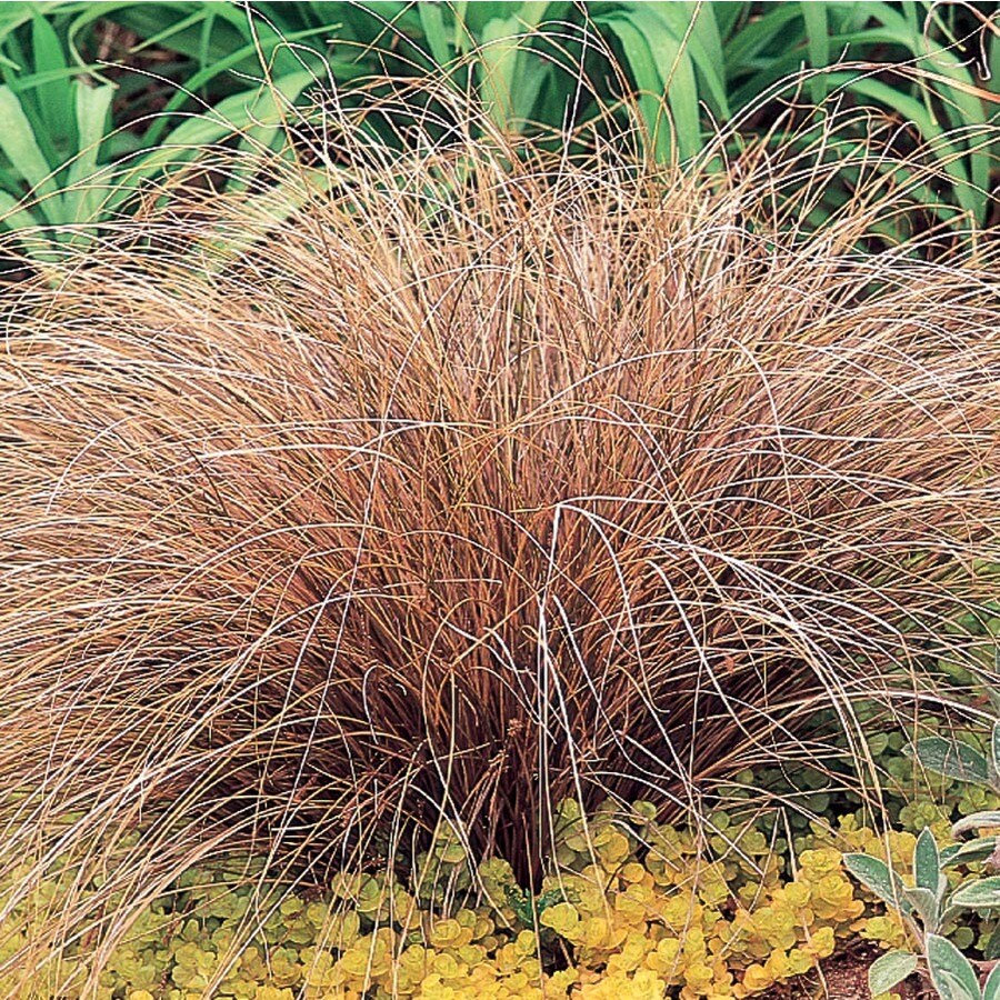 2.5-Quart Bronze Leather Leaf Sedge in Pot (L11192) at Lowes.com
