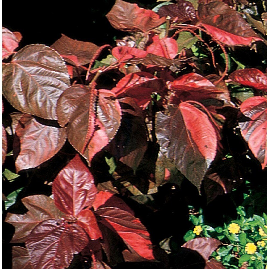 2.5-Quart Red Copper Plant in Pot (L4635) in the Annuals department at ...