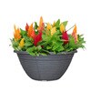 1.5-Gallon Multicolor Celosia in Planter (L17148) at Lowes.com
