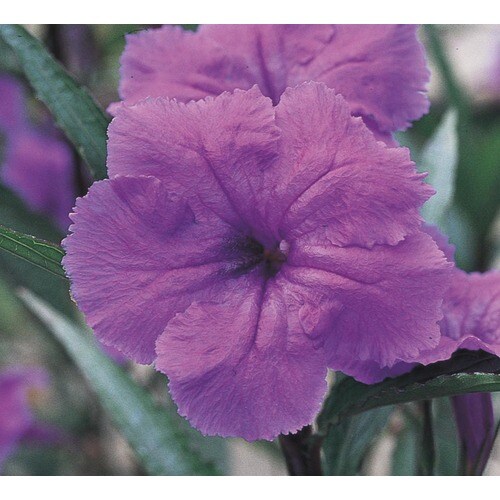 2.5-Quart Purple Ruellia in Pot (L8037) in the Annuals department at ...