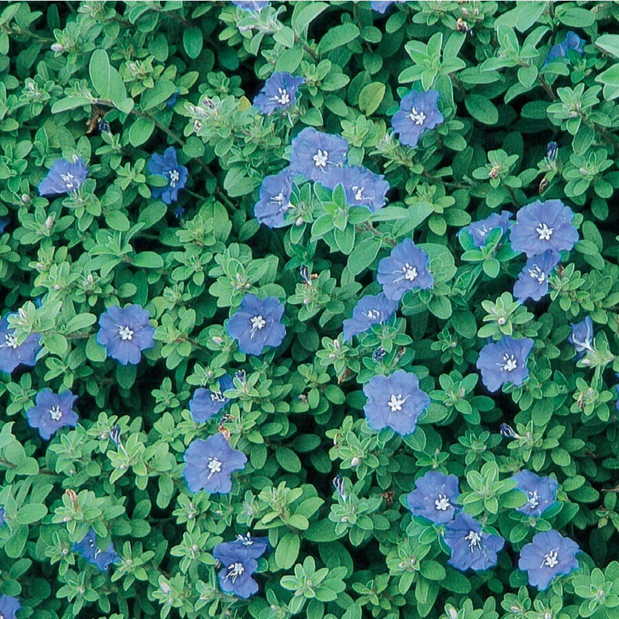 6-Pack Blue Blue Daze Evolvulus in Tray (L6408) in the Annuals ...