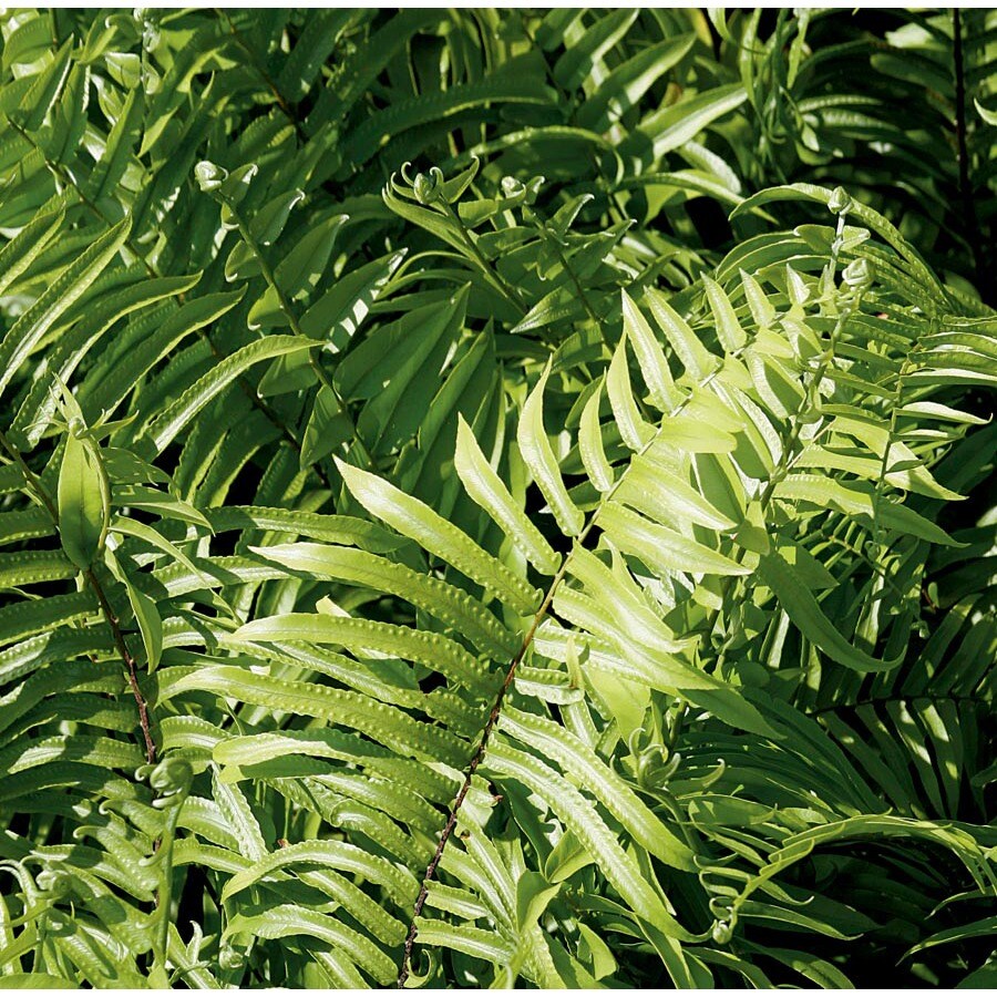 Macho Fern (LTL0051) at Lowes.com