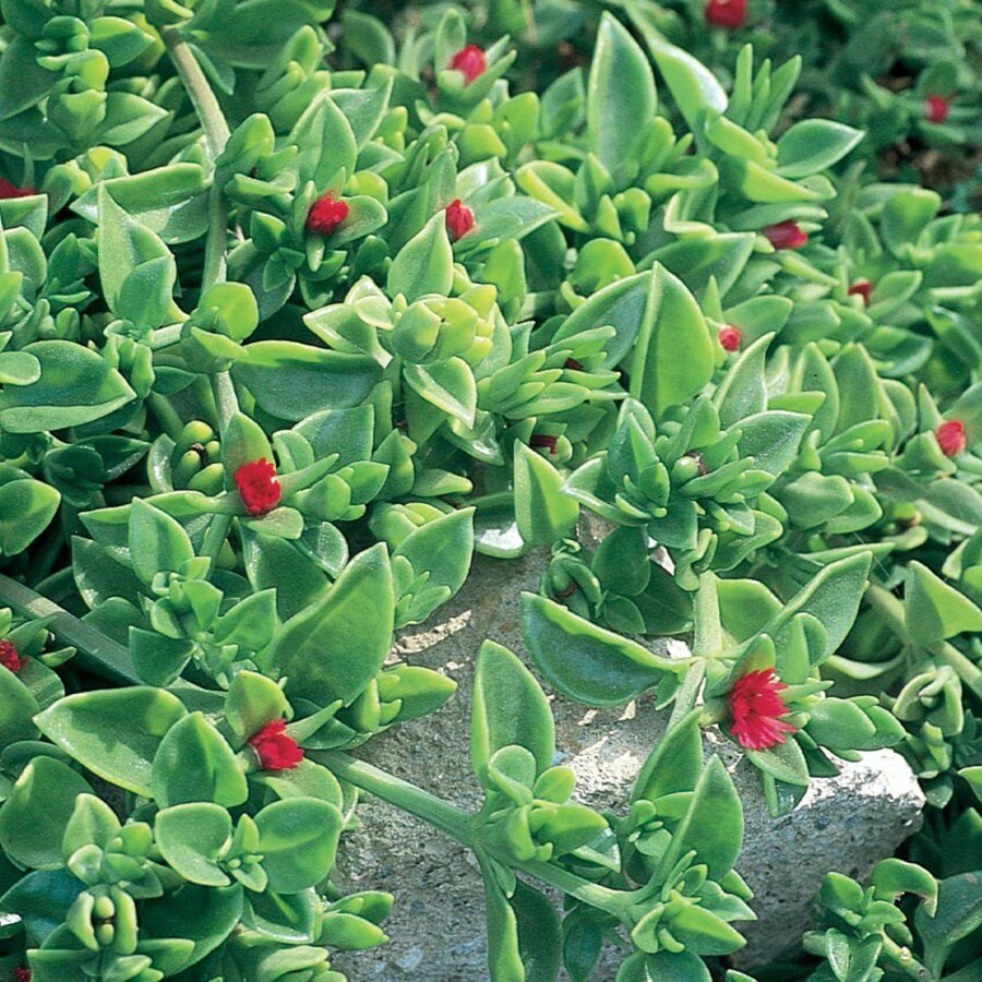 1.5-Gallon Red Baby Sun Rose in Hanging Basket (L10441) in the Annuals ...