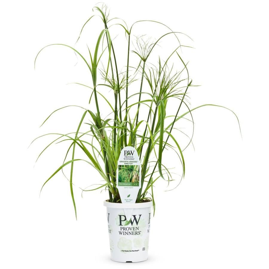 1.56-Pint Multicolor Egyptian Papyrus in Pot at Lowes.com
