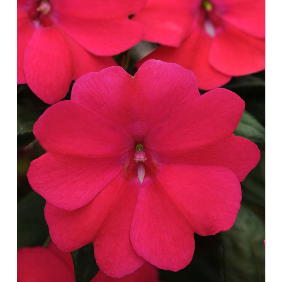 Monrovia 2-Quart Pot Impatiens (L6587) at Lowes.com