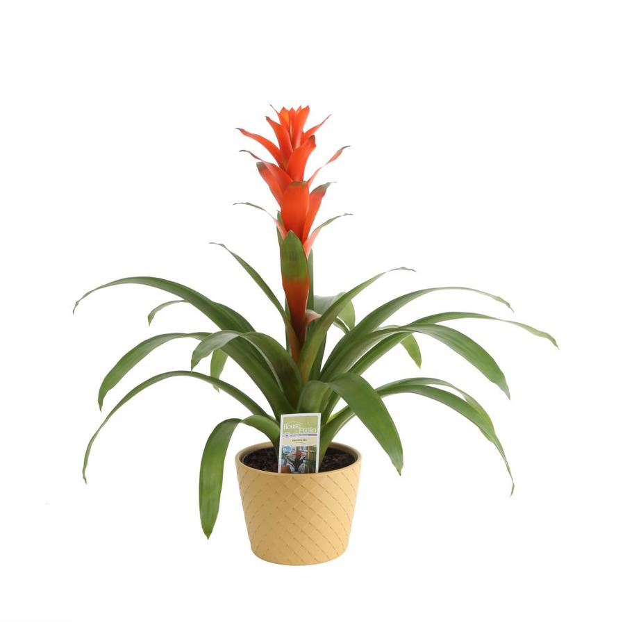 1.75-Quart Mixed Bromeliads in Plastic Pot (L20921hp) at Lowes.com