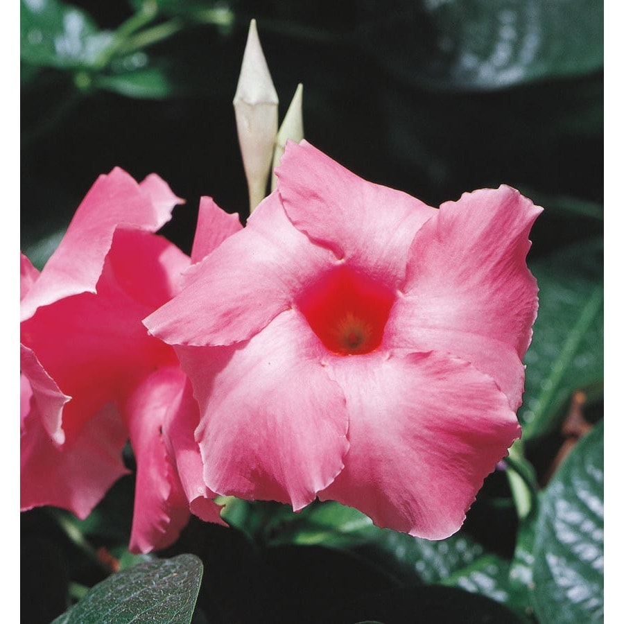 Mandevilla Vine (L10440) at Lowes.com