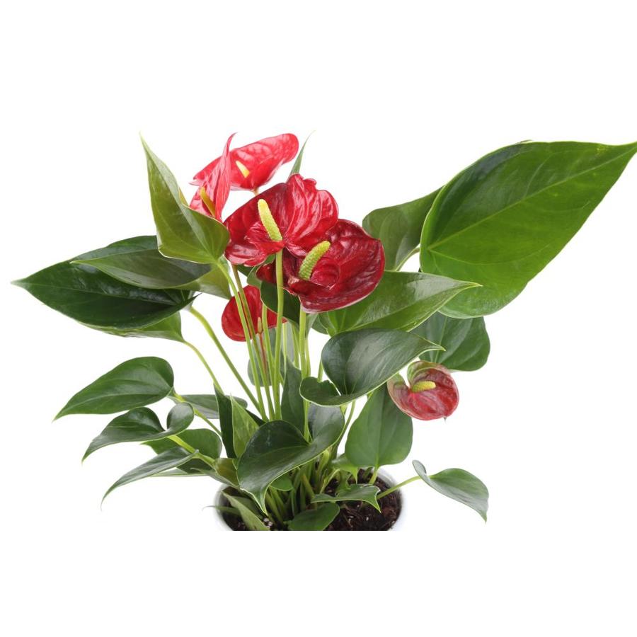 Costa Farms 1-Quart Red Anthurium in Ceramic Planter in the House ...