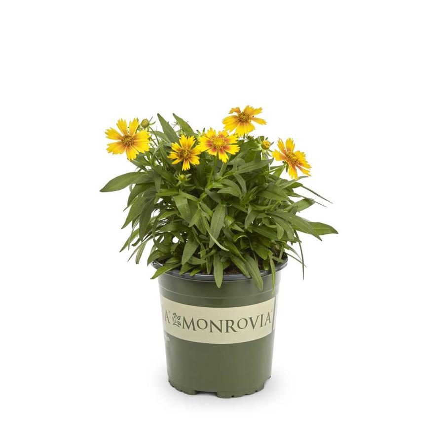 Monrovia 2.5-Quart in Pot Coreopsis (L9636) at Lowes.com