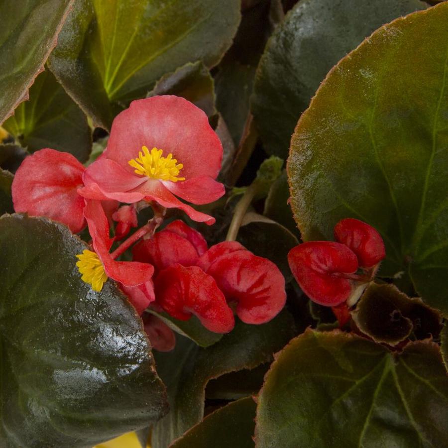 18-Pack Multicolor Begonia in Tray (L6589) in the Annuals department at ...