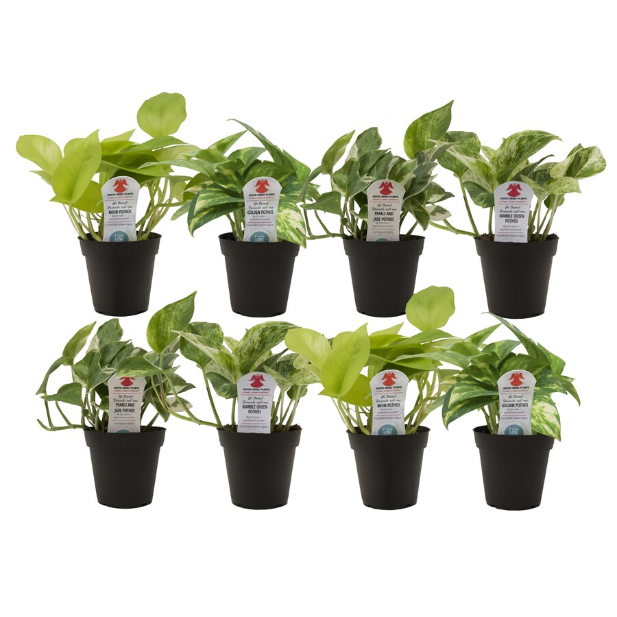 Costa Farms 3.8-in 8-Pack Pothos in Plastic Pot (3.8eapt) at Lowes.com