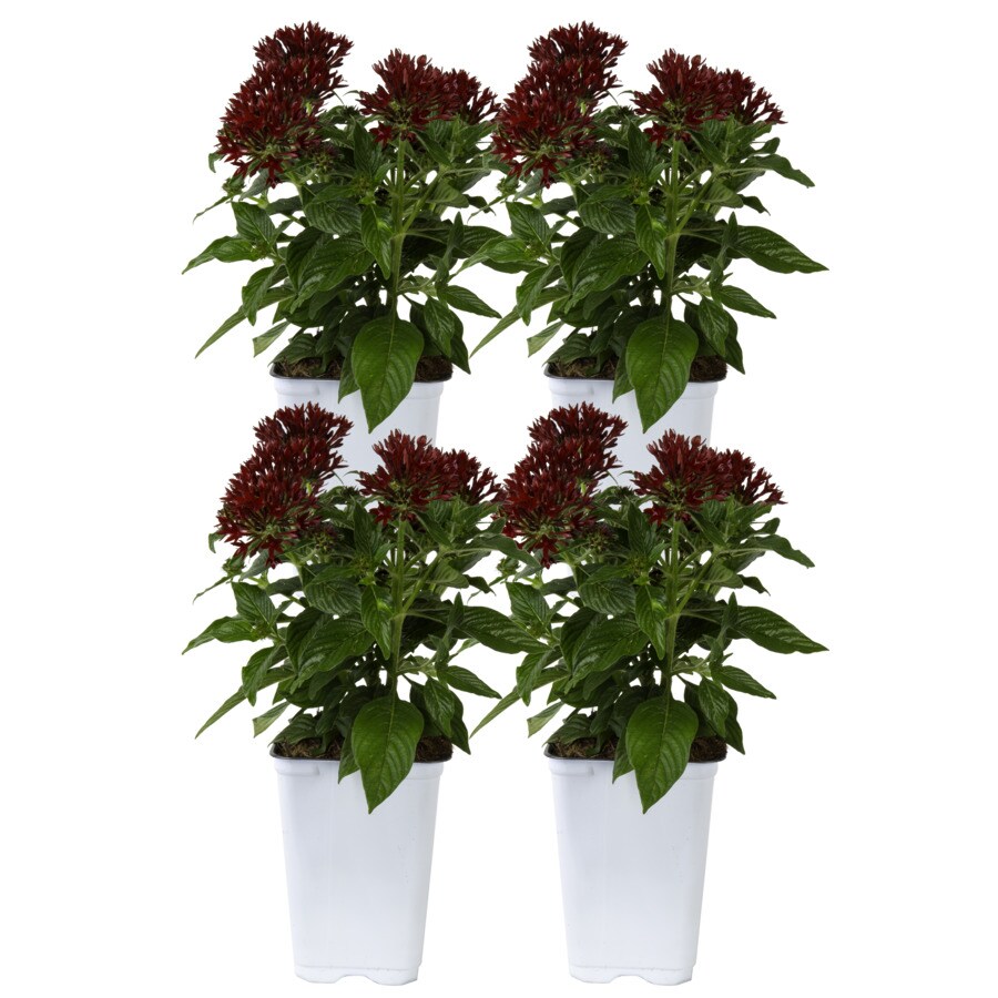 Costa Farms 1-Quart 4-Pack Red Pentas in Pot (1qtpenfff) at Lowes.com