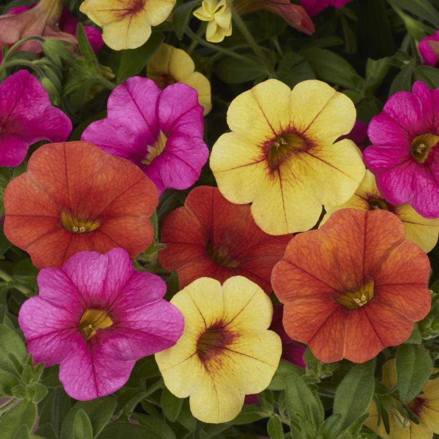 3-Quart Multicolor Mixed Annuals Combinations in Planter in the Annuals ...