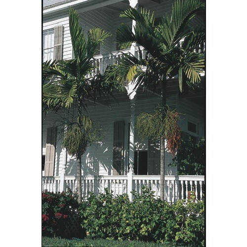 8-ft Alexander Palm Feature Tree (L9996) in the Trees department at ...