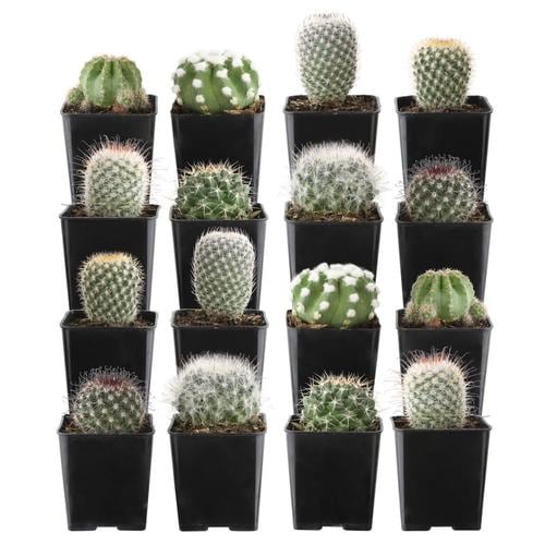 Costa Farms 2.5-in 16-Pack Cactus in Pot (C25sf) in the Succulents ...