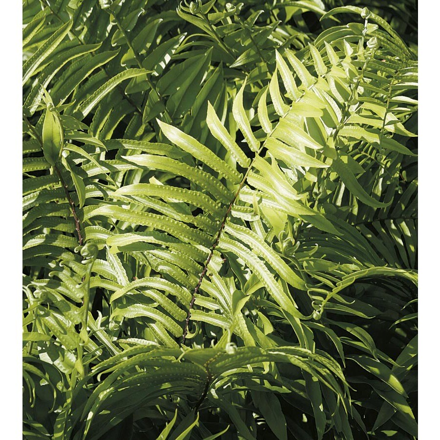 in Macho Fern (Ltl0051) in the Tropical Plants department at Lowes.com