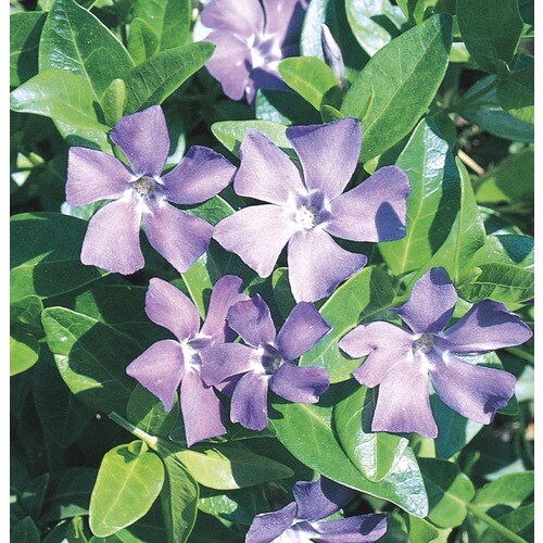 0.5-Flat in Tray Vinca (L14961) in the Perennials department at Lowes.com