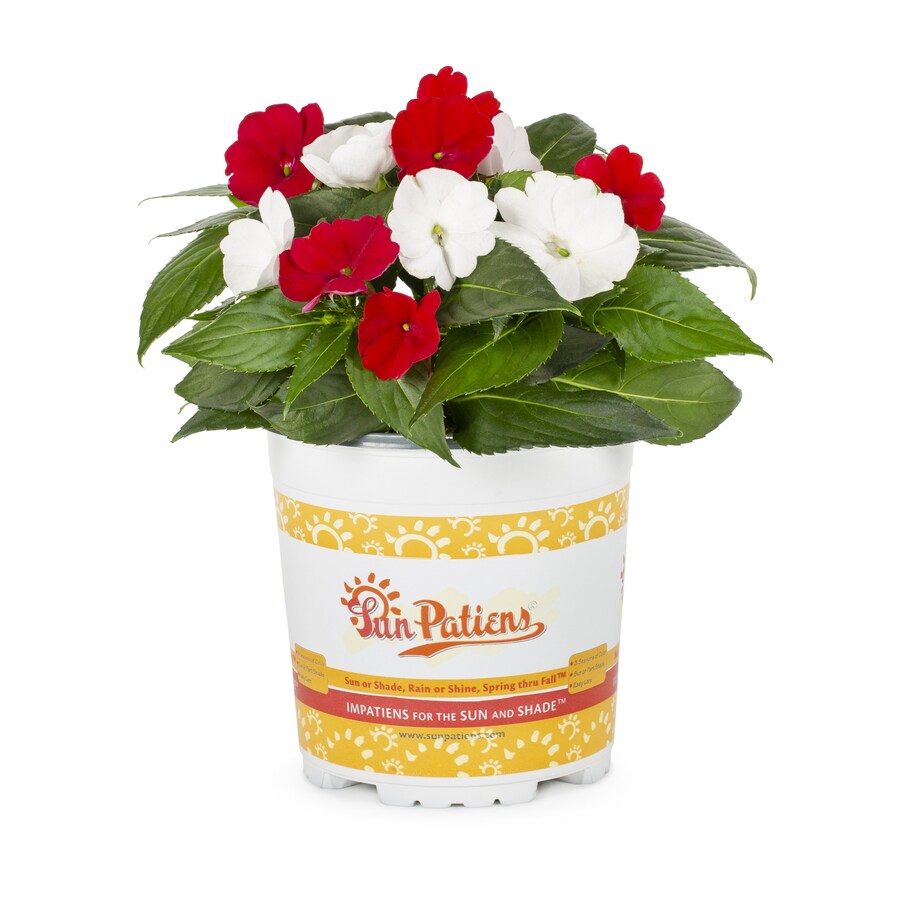2.5-Quart Multicolor Sunpatiens in Pot (L21670) in the Annuals ...